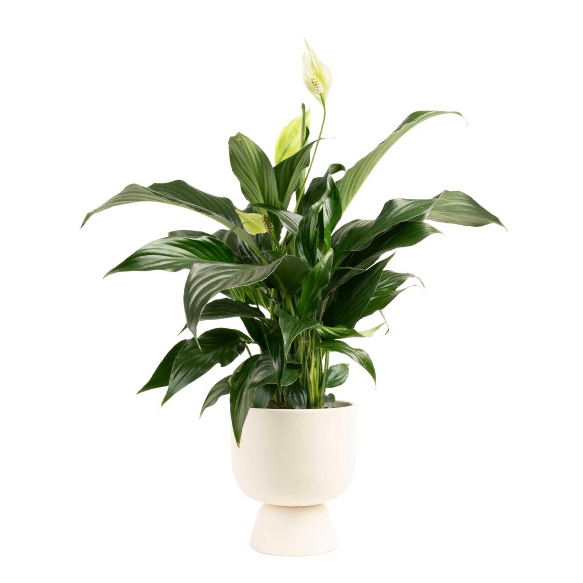 Costa Farms Live 15" Tall Peace Lily Spath Indoor Plant in Décor ...