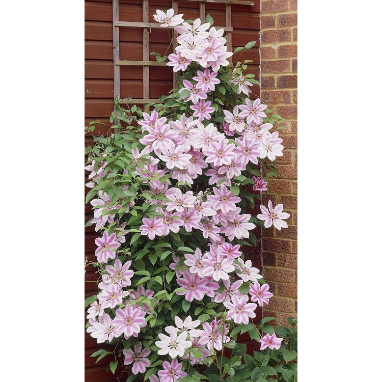 Clematis Nelly Moser Plant - 8962352 | HSN