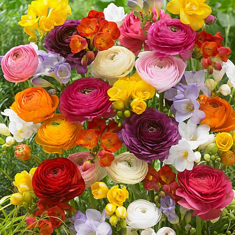 Van Zyverden Grand Freesia and Ranunculus Blend Set of 10 Bulbs ...