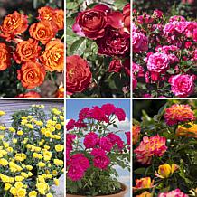 Guy’s In The Garden | HSN