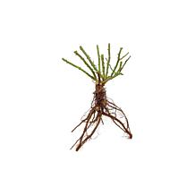 Leaf Petal Designs Flowers Plants Plant Food Hsn
