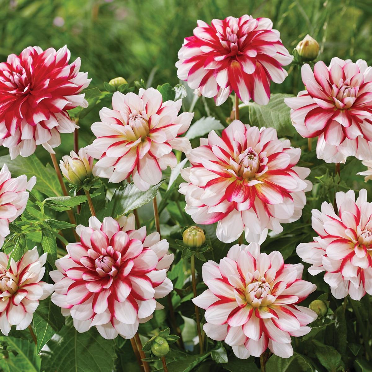 Van Zyverden Dahlias Short Track Set of 3 Bulbs - 22757707 | HSN