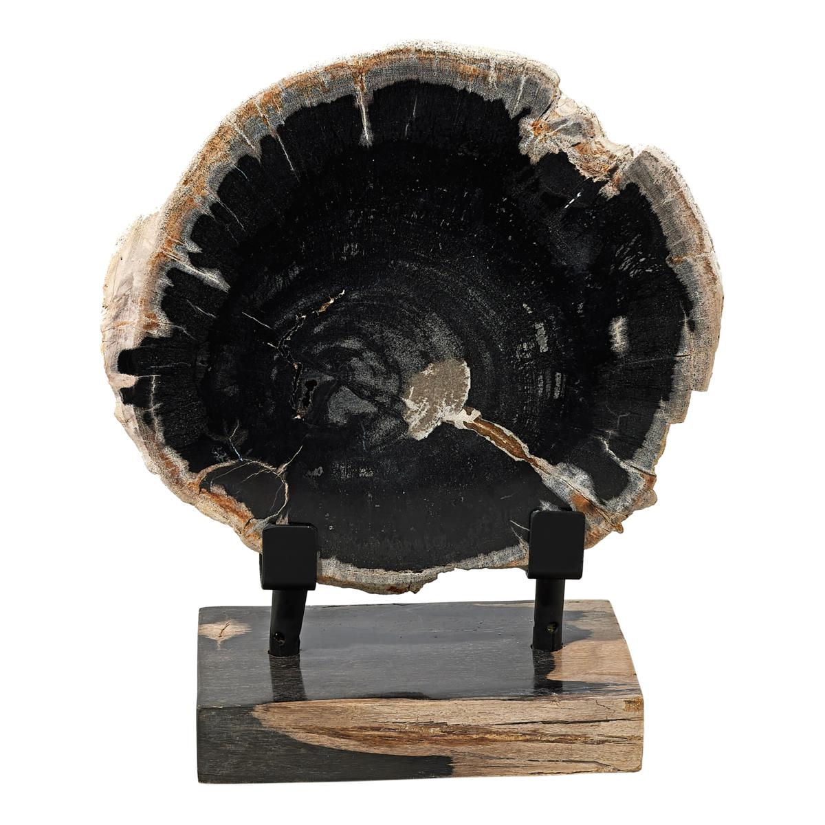 KALIFANO Petrified Wood Slice with Display Stand | HSN