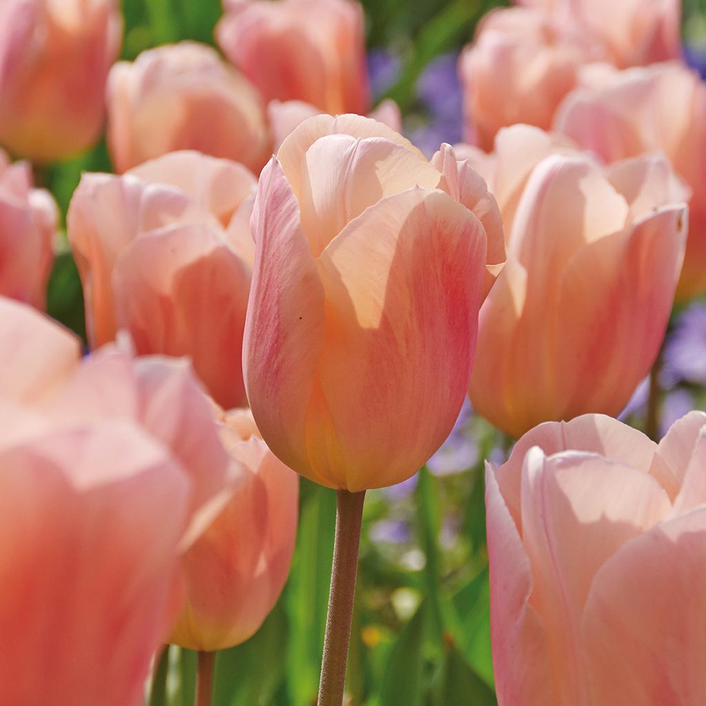 Tulips Apricot Beauty Set of 12 Bulbs - 8839513 | HSN