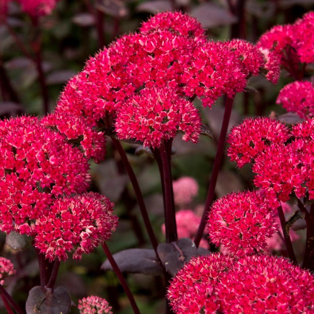 Garden Succulent Sedum Red Cauliflower Set of 3 Roots - 8962200 | HSN