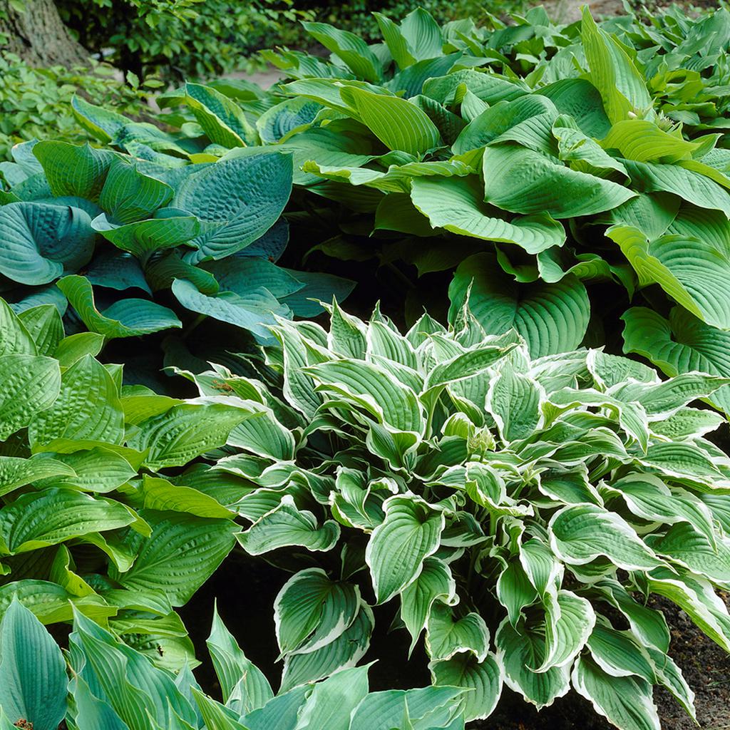 Hostas Premium Blend Set of 6 Roots - 8962271 | HSN