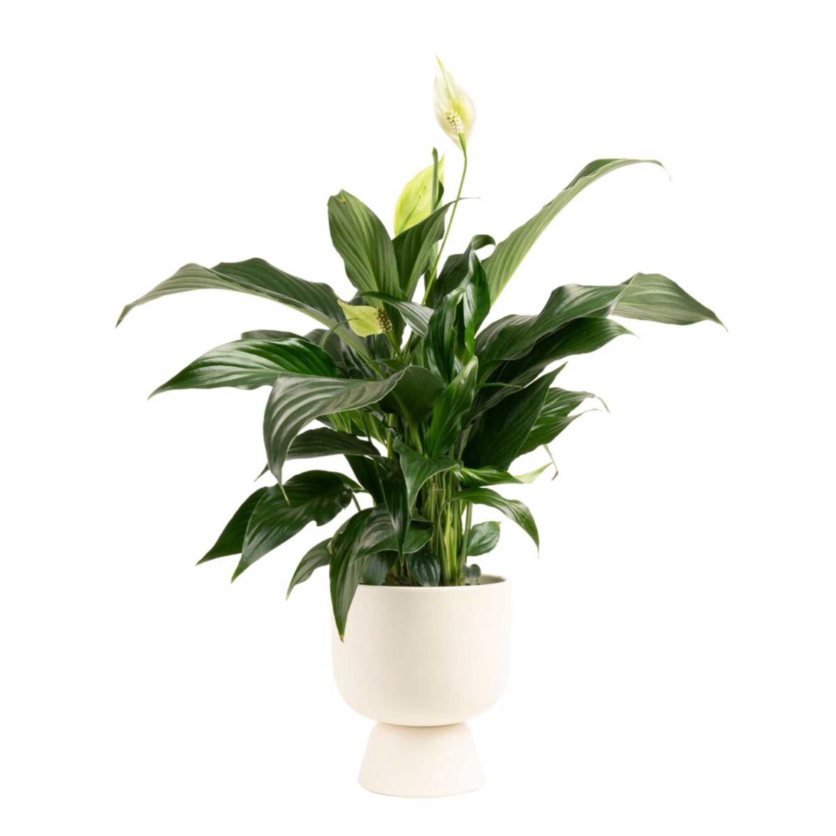 Costa Farms Live 15" Tall Peace Lily Spath Indoor Plant in Décor ...