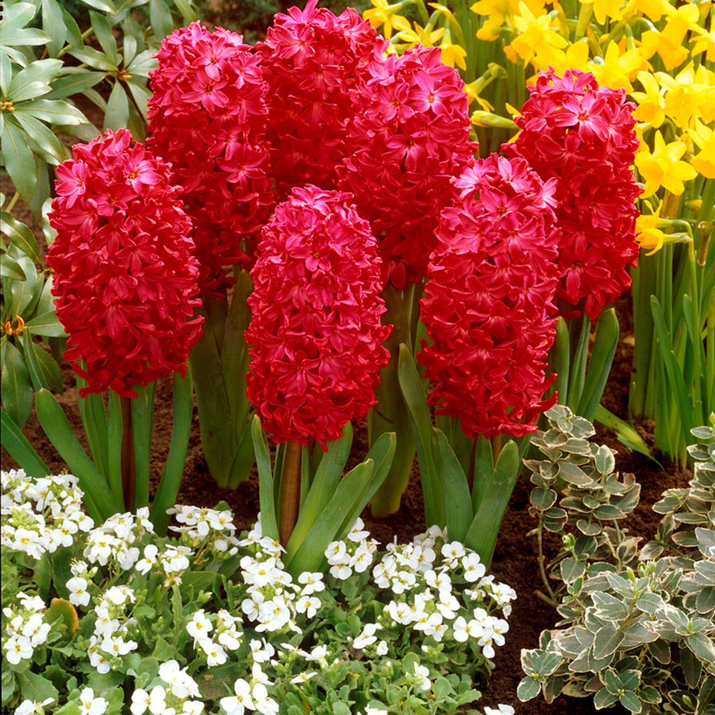 Hyacinths Jan Bos Set of 10 Bulbs | HSN